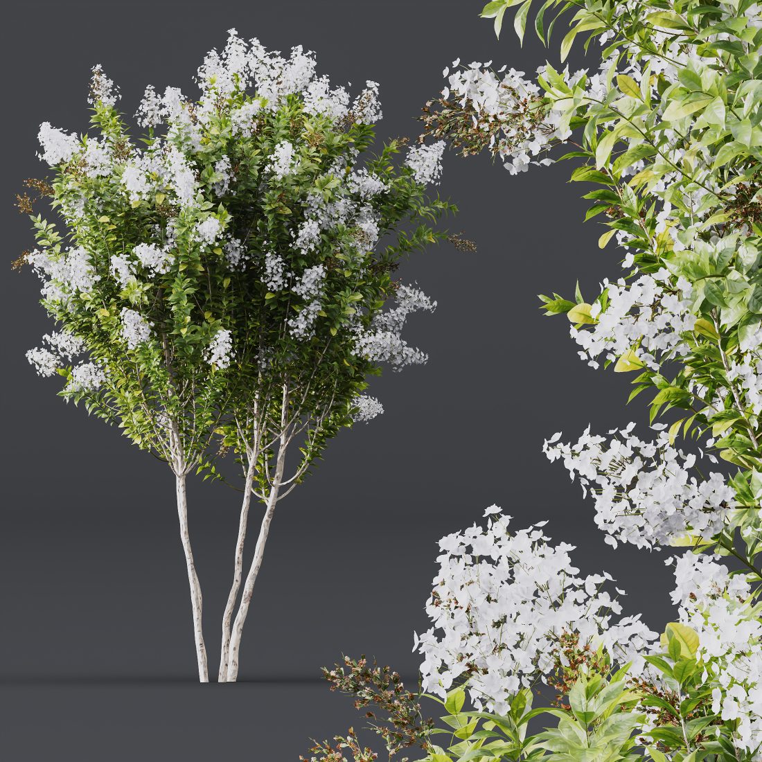 Plants Myrtle White Flower - 3D Model for VRay, Corona