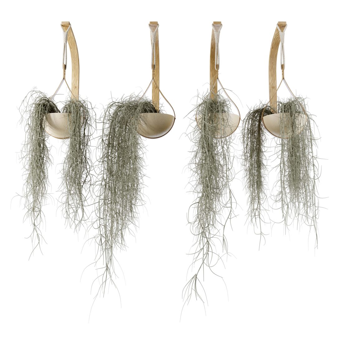 Hanging Plant Set36 - 3D Model for VRay, Corona