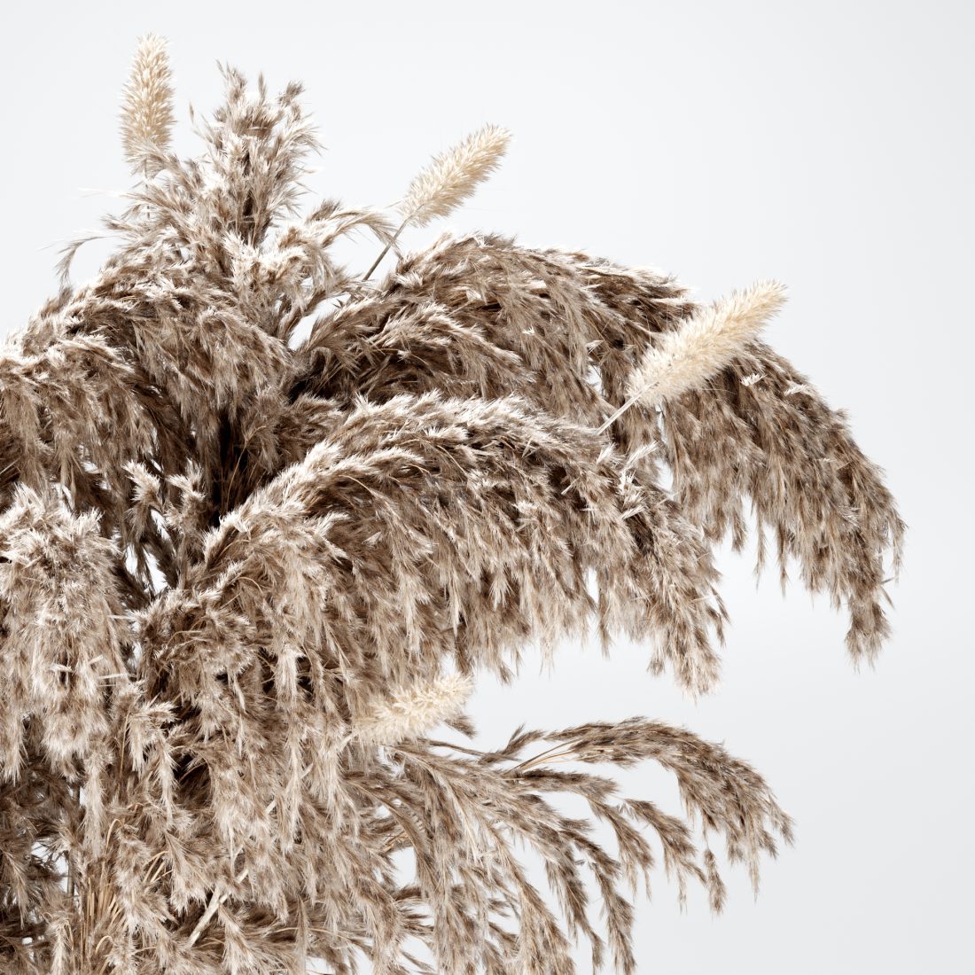Bouquet05 Dry Pampas 3D Model for VRay, Corona | CGMood