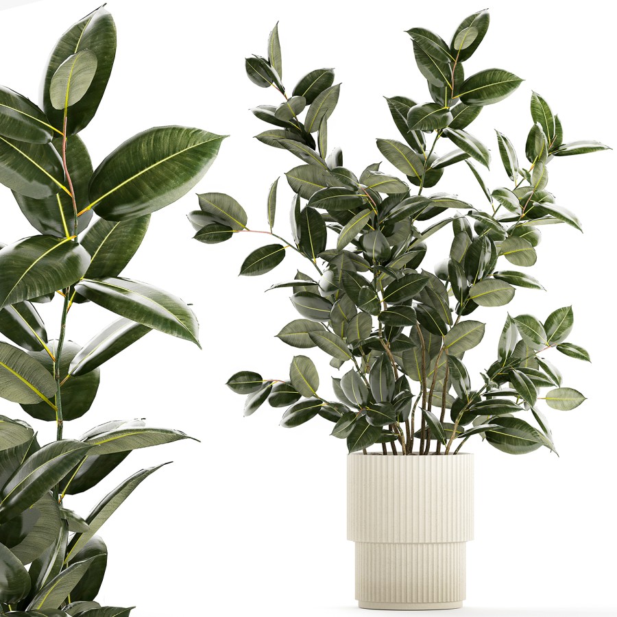 Beautiful Ficus Elastica Plants In Flower Pots 3D Model for VRay | CGMood