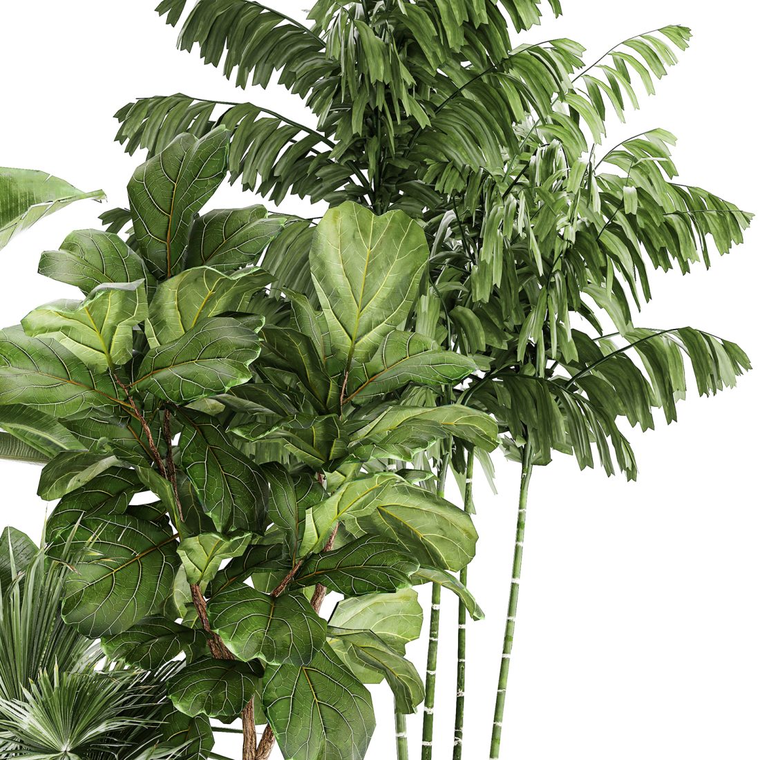 Beautiful Plants Ficus Palm Strelitzia In Pots - 3D Model for VRay