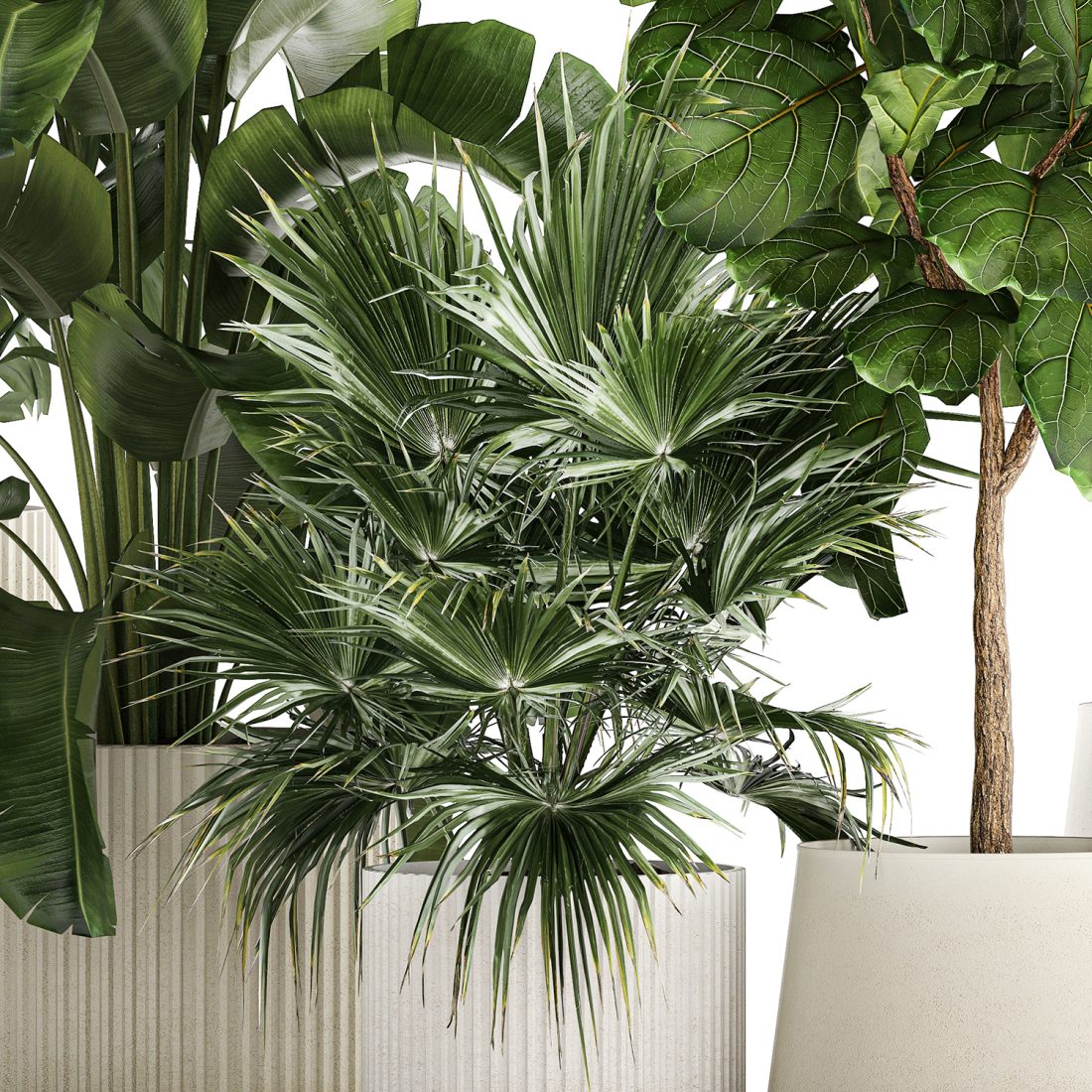 Beautiful Plants Ficus Palm Strelitzia In Pots - 3D Model for VRay