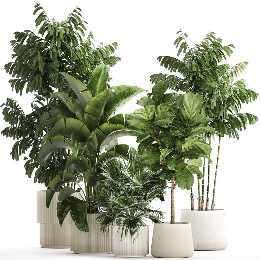 Beautiful Plants Ficus Palm Strelitzia In Pots - 3D Model for VRay