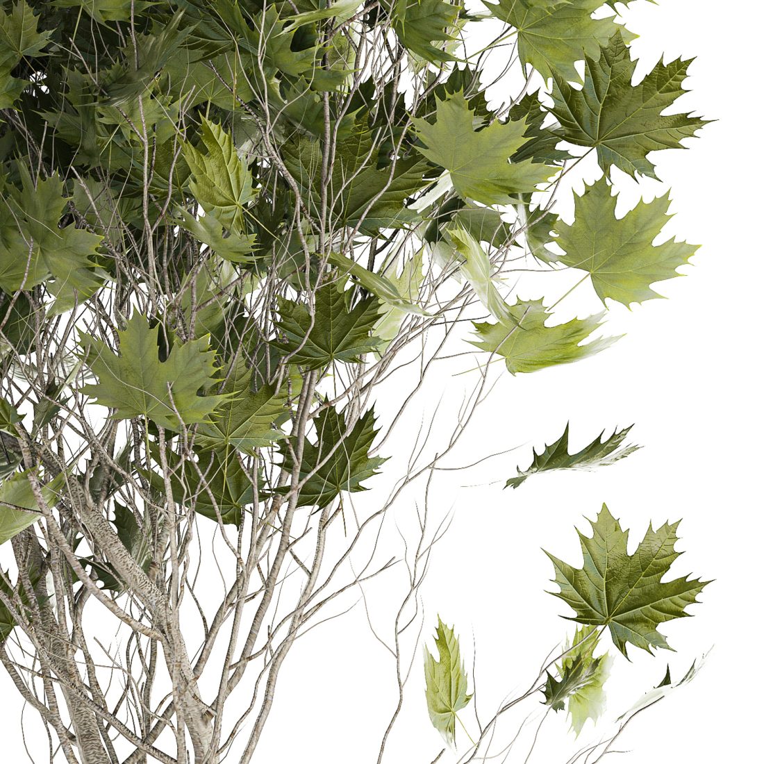 Beautiful Plane Tree And Acer Tree In Pots 1353 - 3D Model for VRay