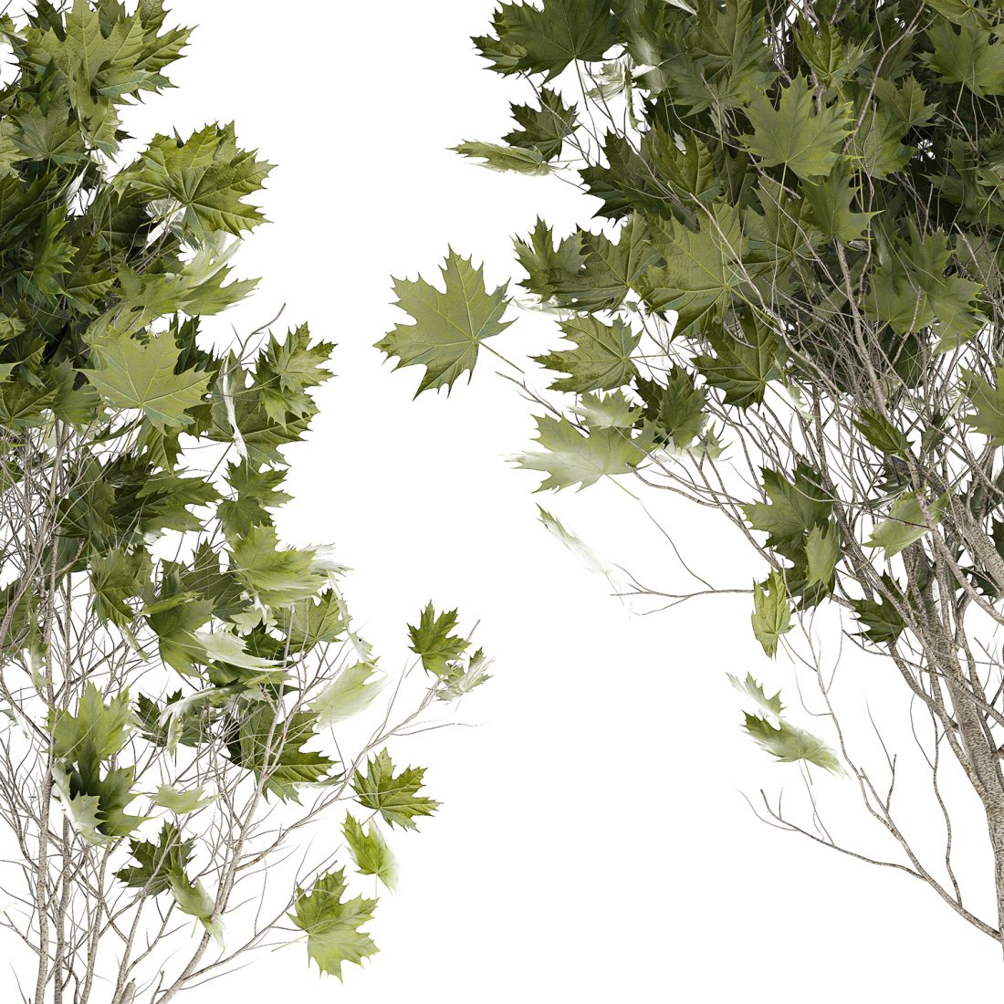 Beautiful Plane Tree And Acer Tree In Pots 1353 - 3D Model for VRay