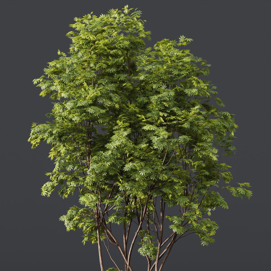 Ash Maple And Gray Alder - 3D Model for VRay, Corona