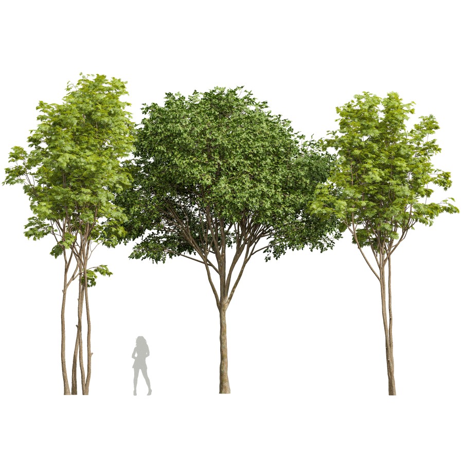 Ash Maple And Gray Alder - 3D Model for VRay, Corona