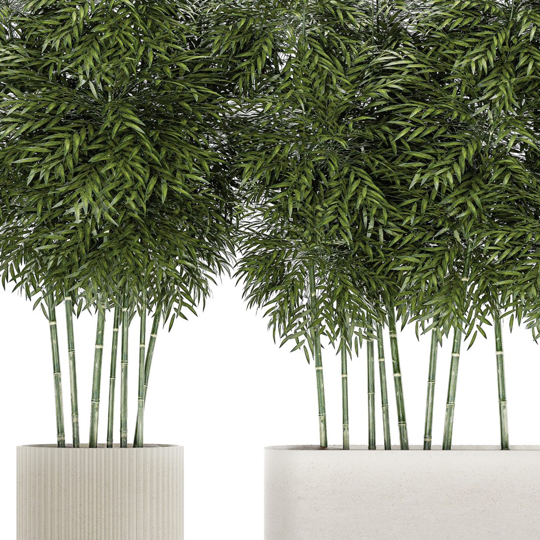 Beautiful Plant Bush Bamboo In Pots 1354 3D Model for VRay | CGMood