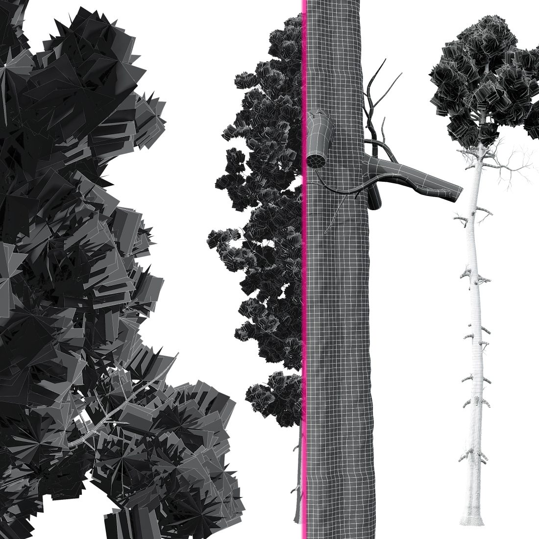 Pine Trees- 5 Different Trees - 3D Model for VRay, Corona