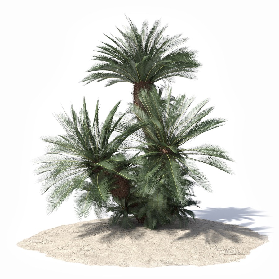 Sago Palm Tree 3D Model for Corona | CGMood