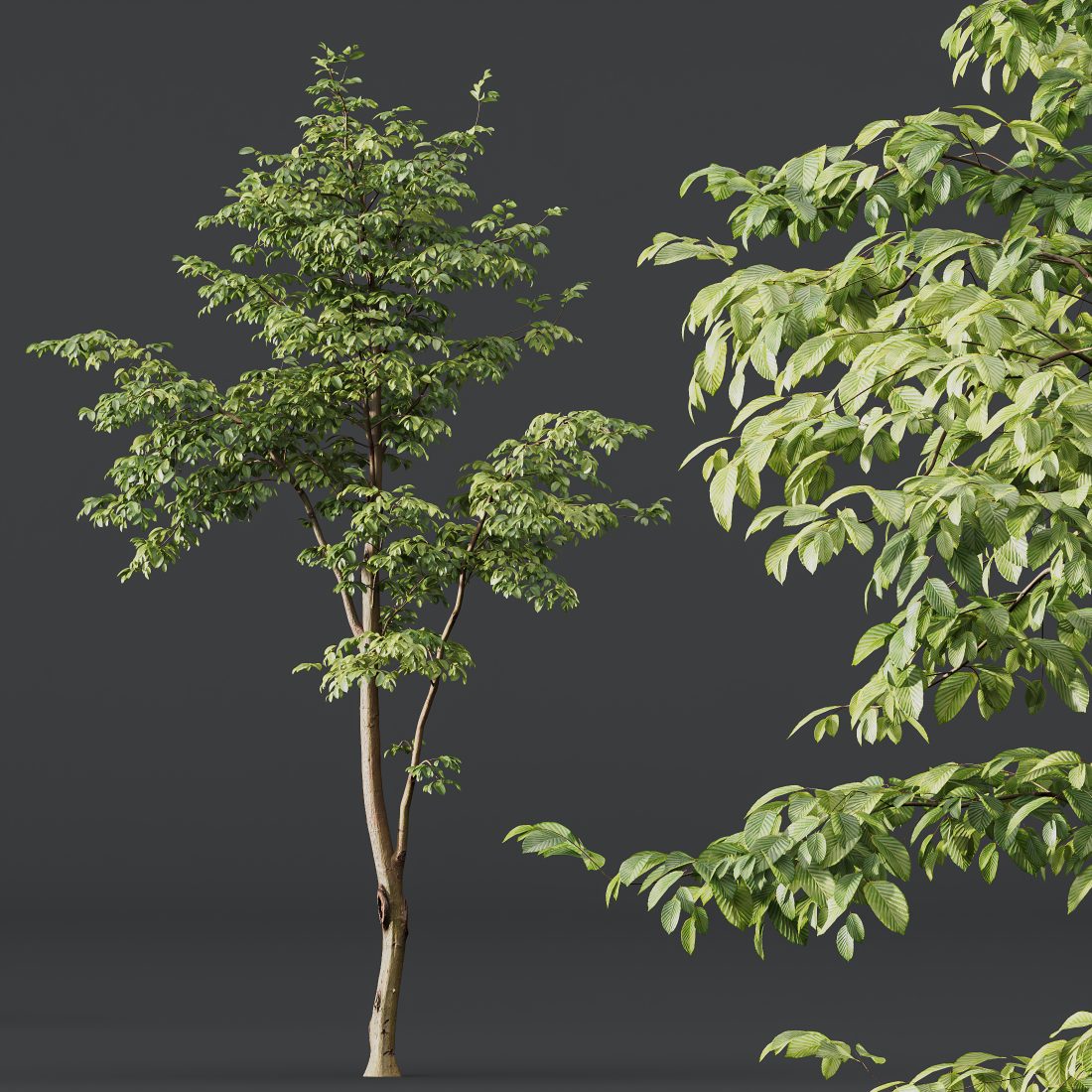 Plants Carpinus Betulus - 3D Model for VRay, Corona