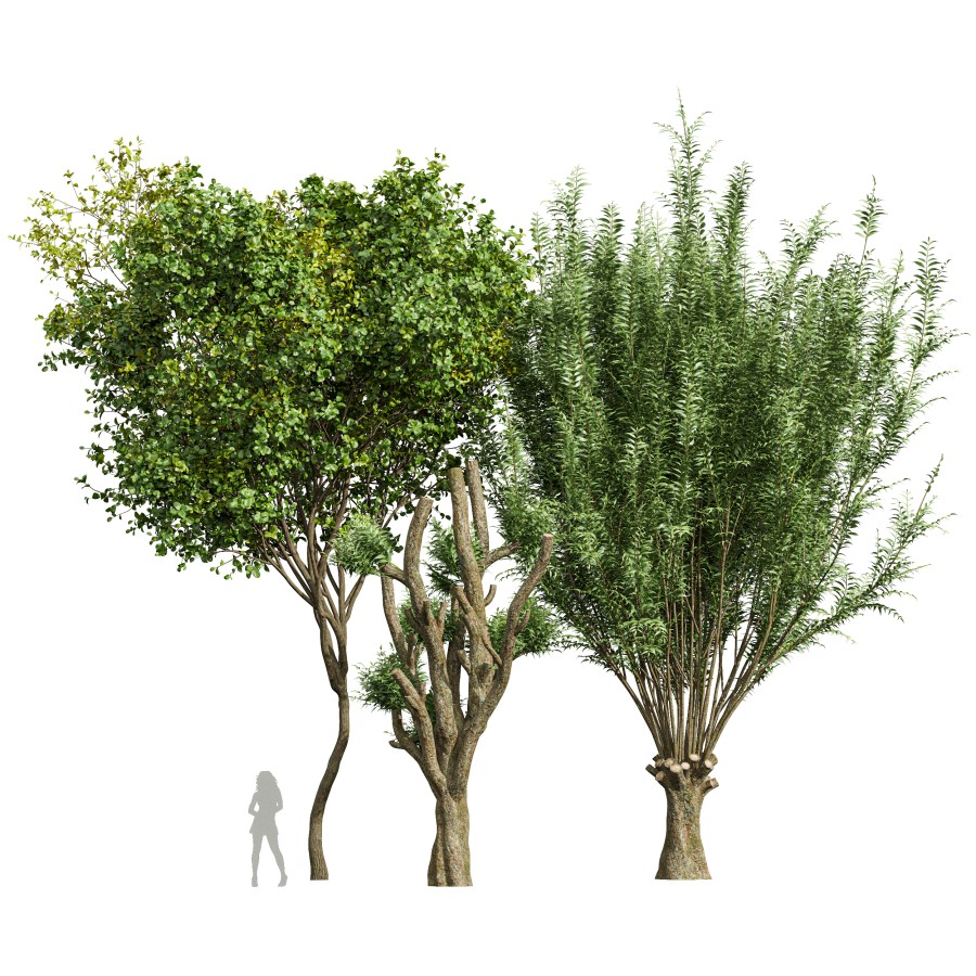 Pollard Willow And Bush Leaf - 3D Model for VRay, Corona