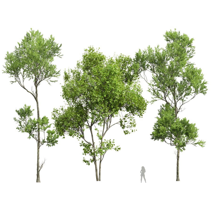 Spring Trees 3D Model for VRay, Corona | CGMood