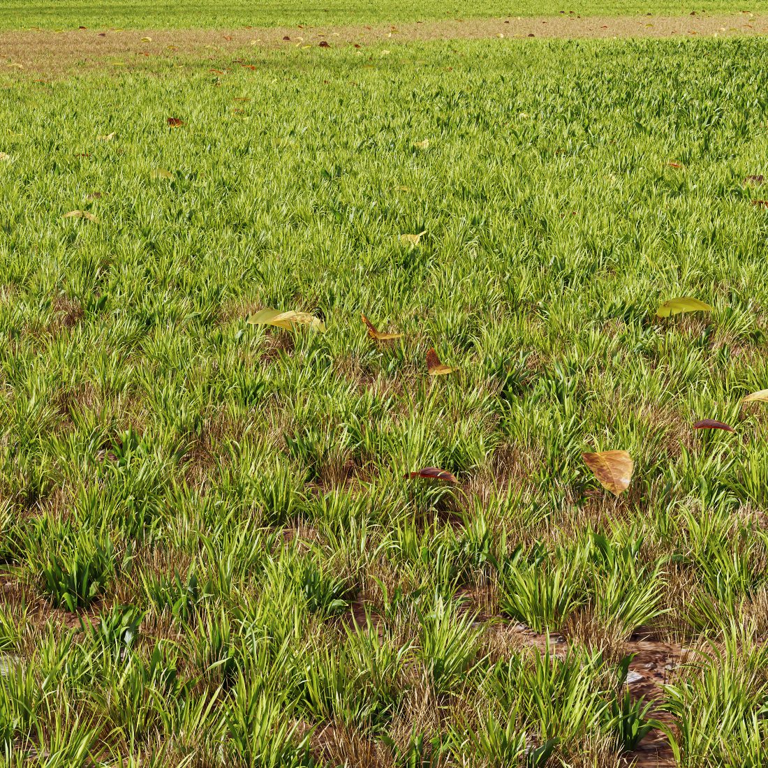 Grass Meadow Green Land - 3D Model for VRay, Corona