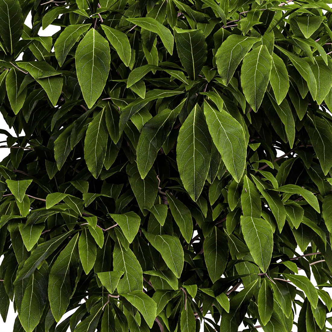 Bushes For Interior 1 3ds Max 2013 Obj Polygon: 12 3D Model for VRay ...