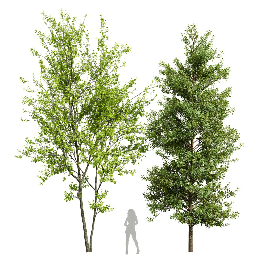 Real Tree Acer Buergerianum And Saccharinum Spring 3D Model for VRay ...