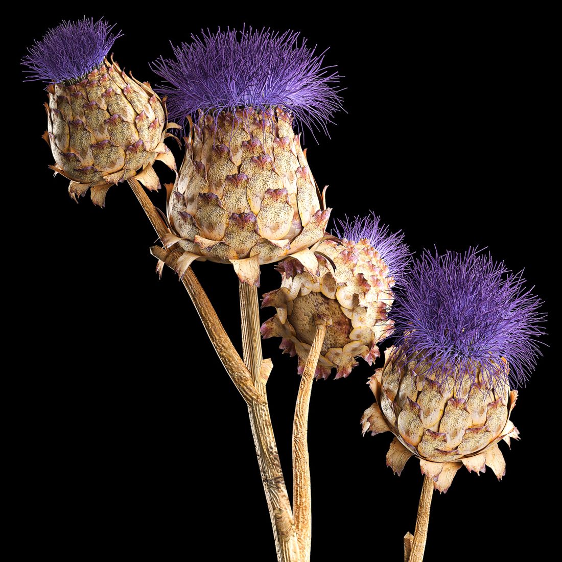 Beautiful Bouquet Of Thistle Dried Flowers 290 - 3D Model for VRay