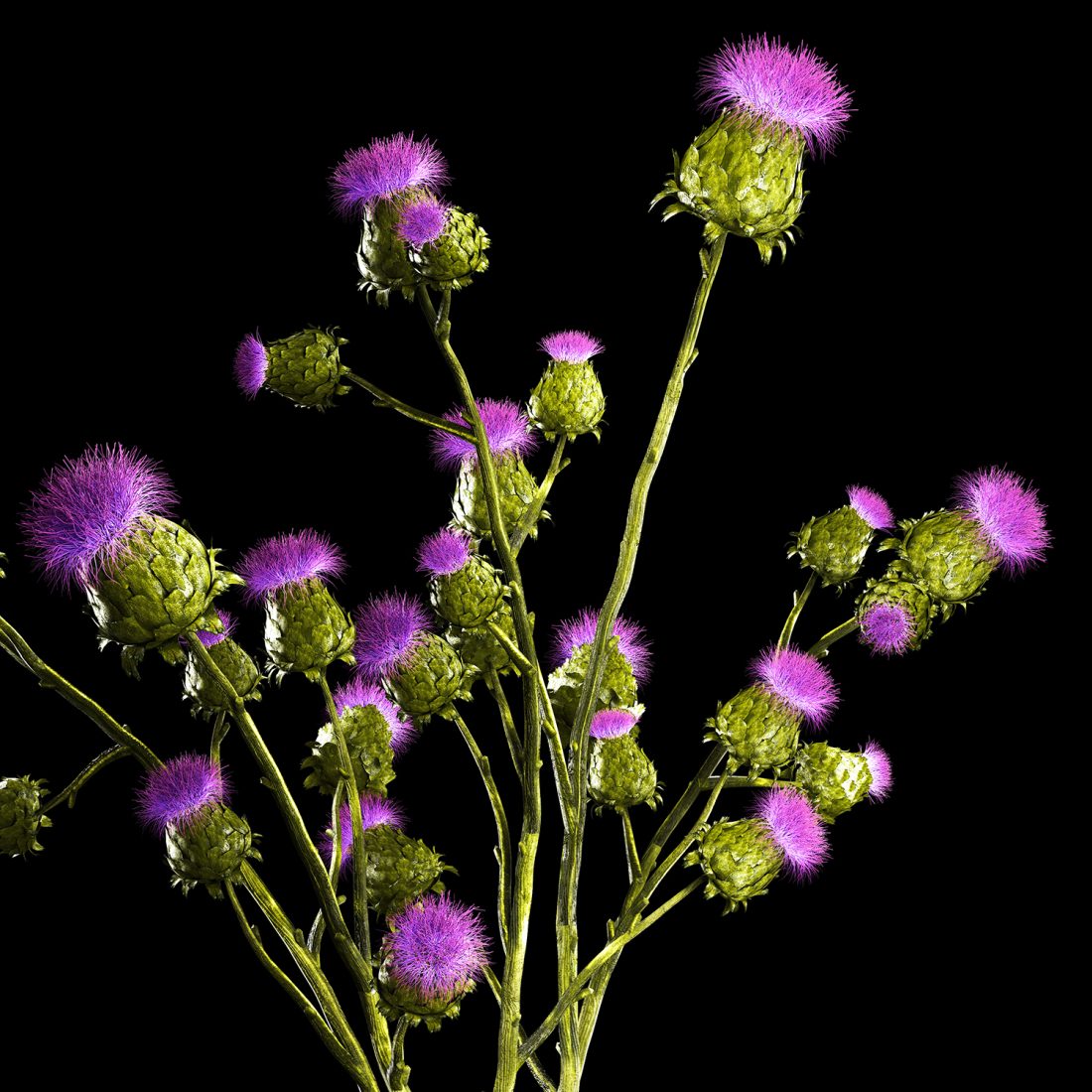 Beautiful Bouquet Of Dried Thistle Thorn Flowers - 3D Model for VRay