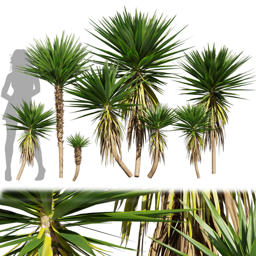 Collection Plant Vol 556 - Spineless - Yucca - 3D Model for VRay ...