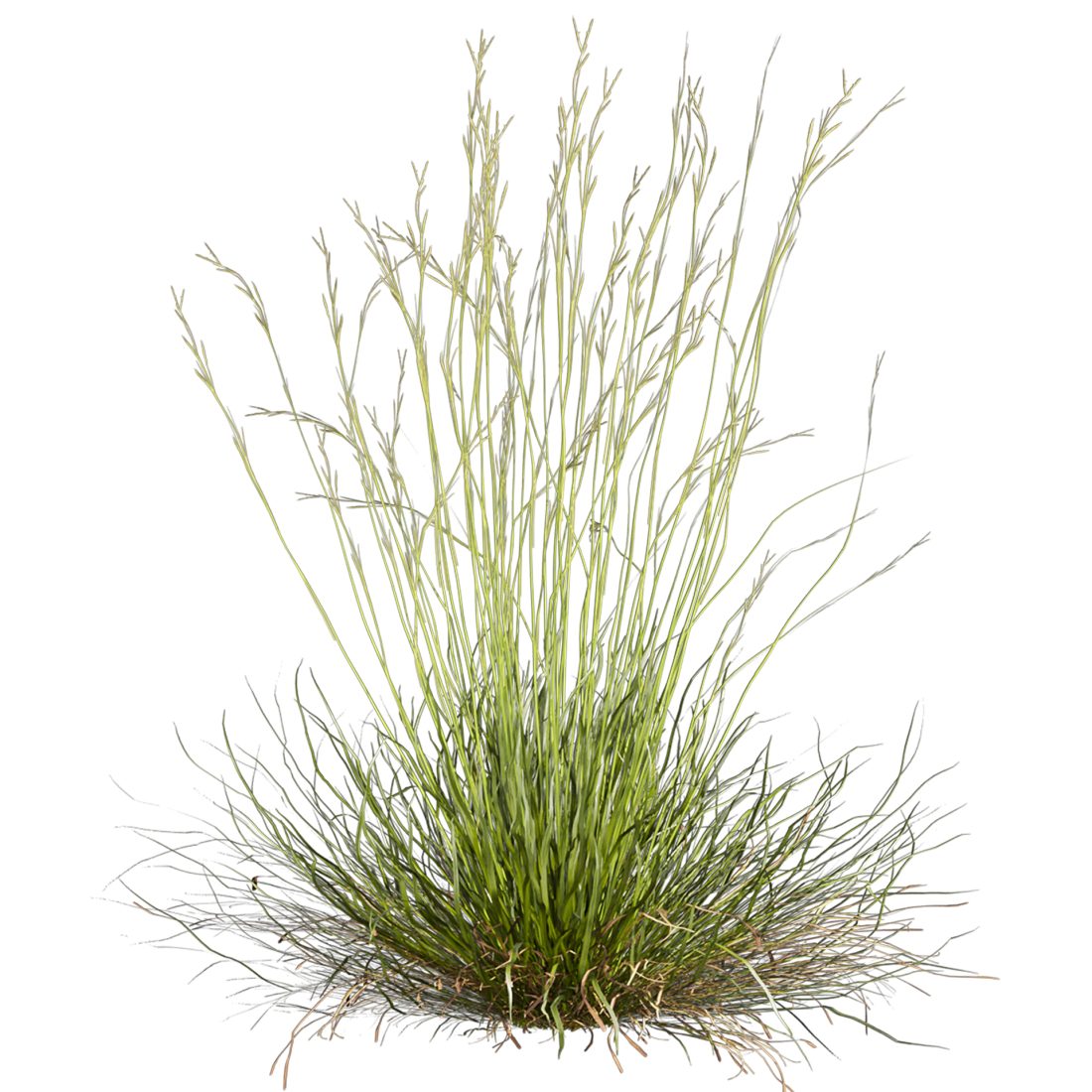 Collection Plant Vol 557 - Hyparrhenia Filipendula - 3D Model for VRay ...