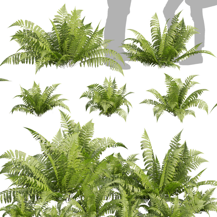 Collection Plant Vol 564 - Blender - Lady - Ferns - 3D Model for