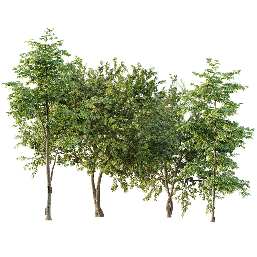 Summer Trees Water Gum And Carpinus Betulus - 3D Model for VRay, Corona