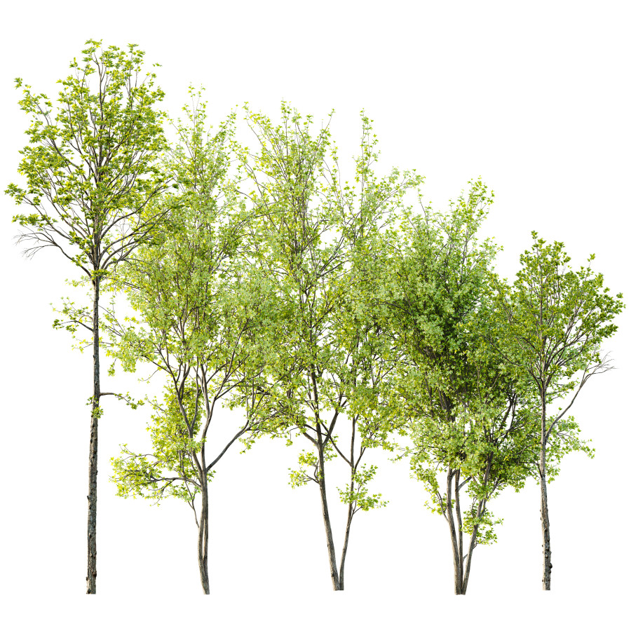 Spring Trees Acer Pseudoplatanus Acer Saccharinum - 3D Model for VRay ...