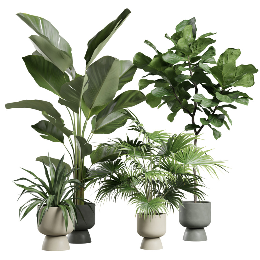 Indoor Plants Pack 73 3D Model for VRay, Corona | CGMood