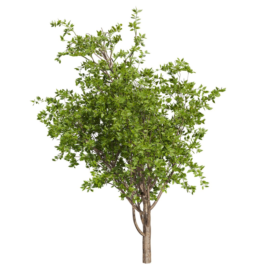 Collection Plant Vol 566 - Tree - Mulberry - 3D Model for VRay, Corona ...