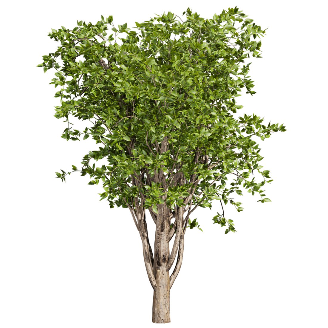Collection Plant Vol 566 - Tree - Mulberry 3D Model for VRay, Corona ...