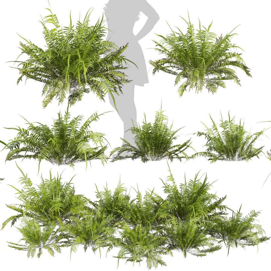 Collection Plant Vol 571 - Shurb - Ferns - Blender - 3D Model for