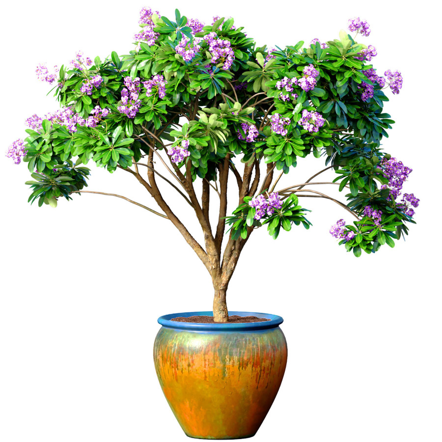 Decorative Flowering Garden Tree Decoration - 3D Model for VRay, Corona