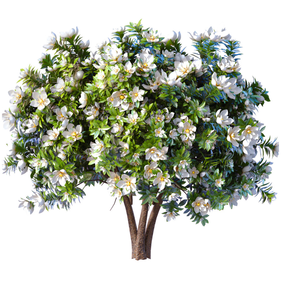 Decorative Outdoor Flowering Garden Tree Plant 3D Model for VRay ...