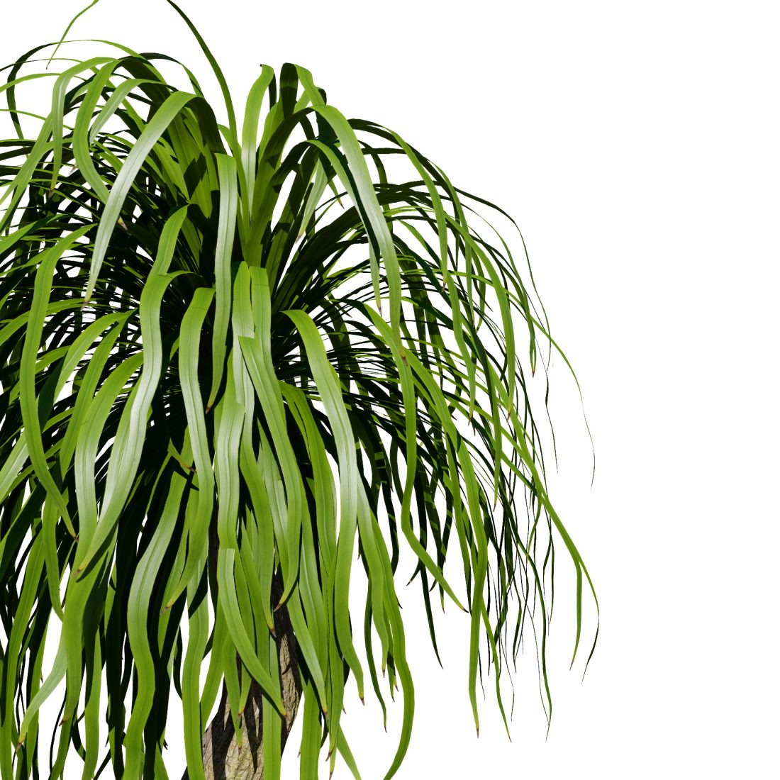 Indoor Palm Collection - 3D Model for VRay, Corona