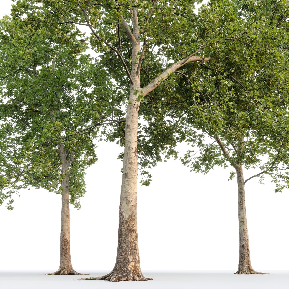 Plane-tree Sycamore Platanus #20 - 3D Model for Corona