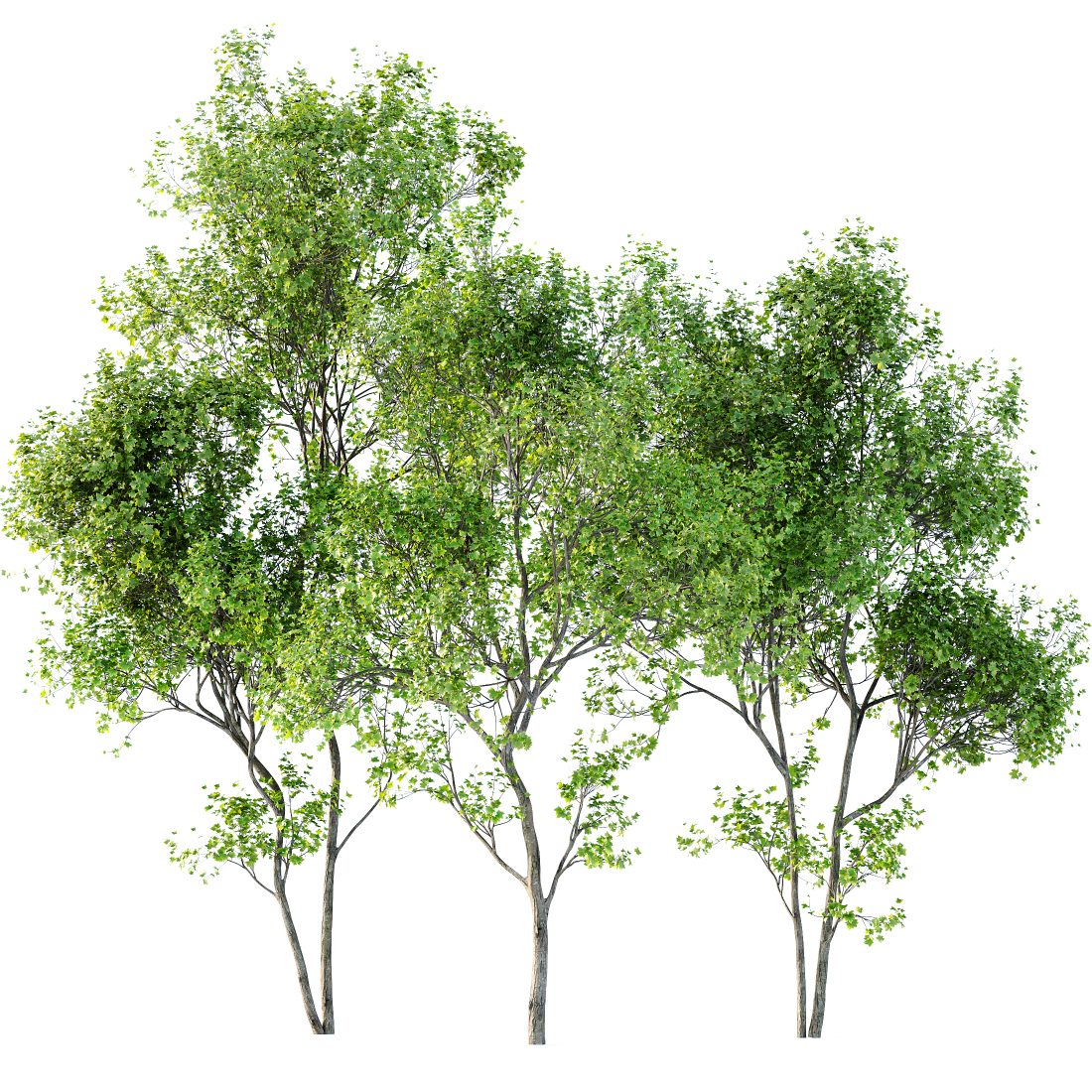 Spring Trees Maidenhair Ginkgo Biloba And Acer - 3D Model for VRay, Corona