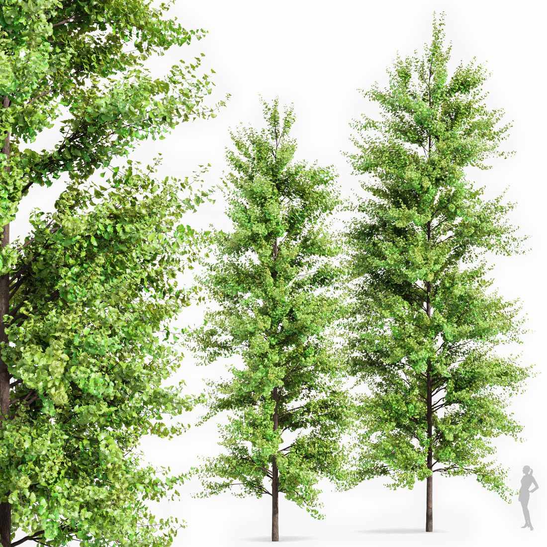 Spring Trees Maidenhair Ginkgo Biloba And Acer - 3D Model for VRay, Corona