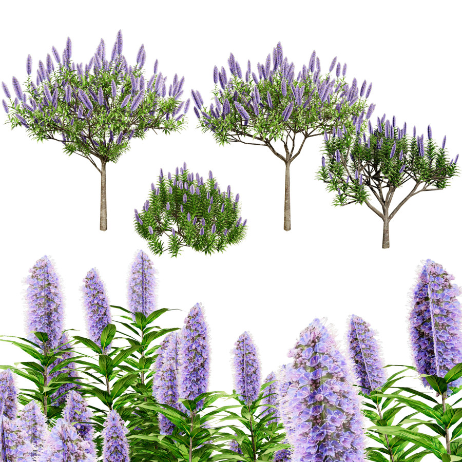 Pride Of Madeira 3d Model - 3D Model for VRay, Corona