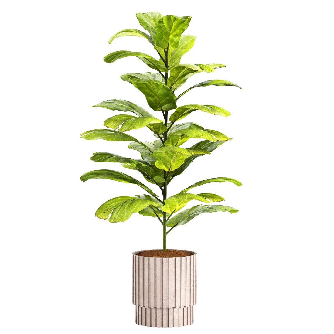 Indoor Plant - 3D Model for Corona