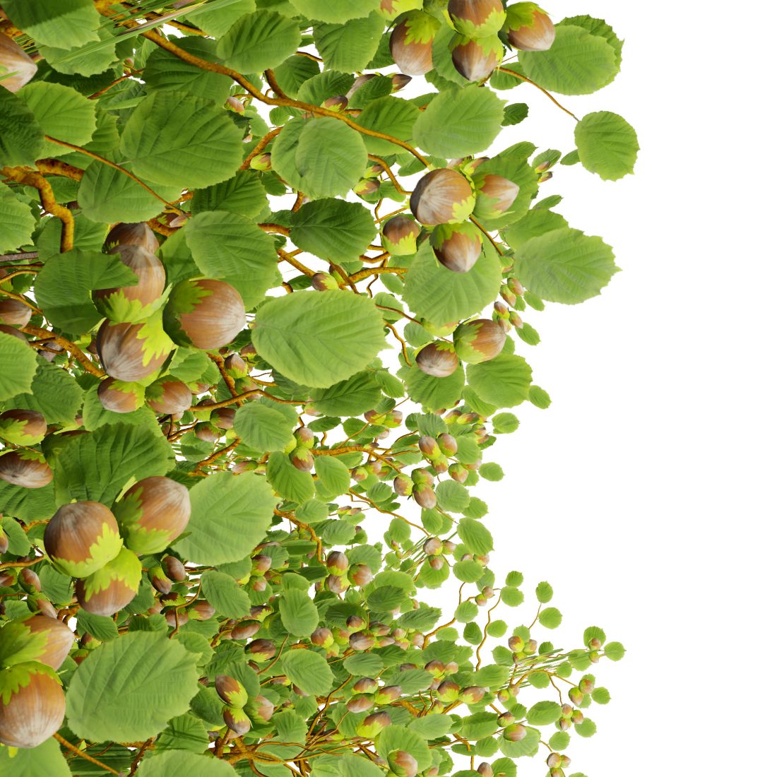 Game Ready Hazelnut Tree With Hazelnuts - 3D Model for VRay, Corona