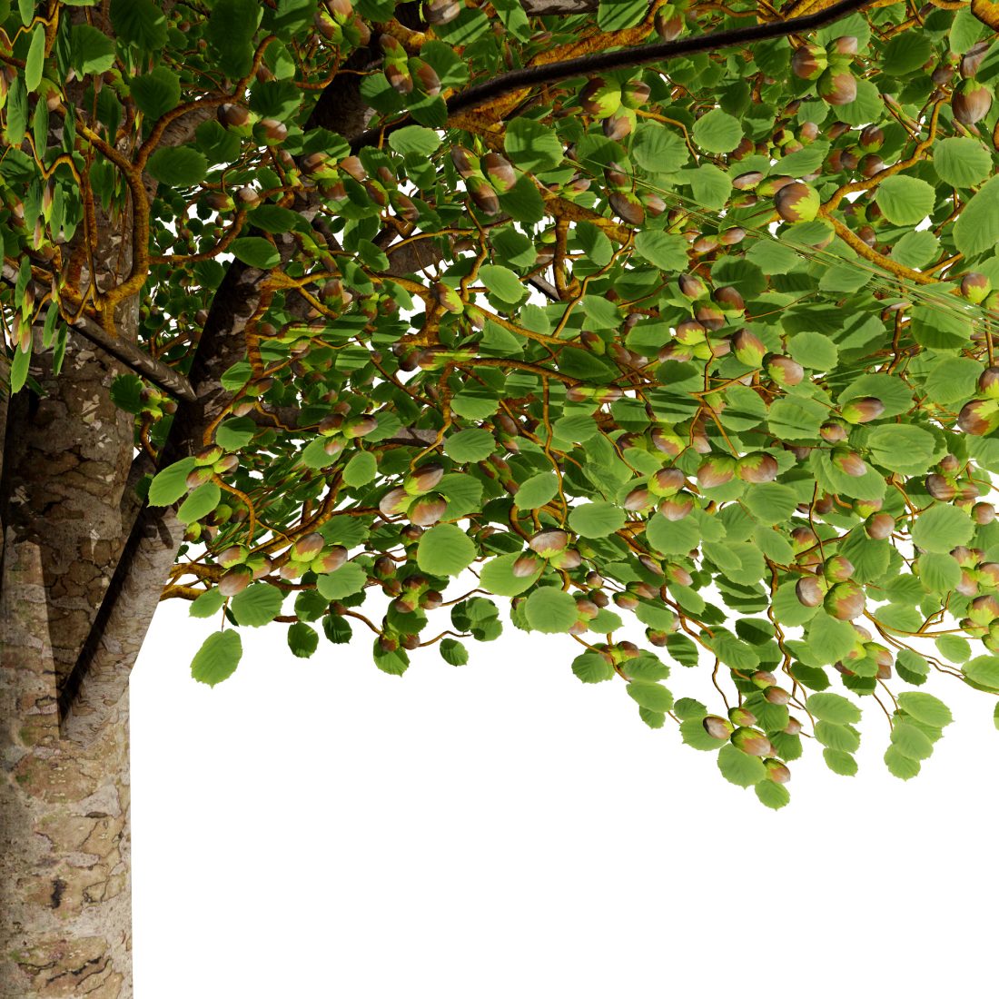 Game Ready Hazelnut Tree With Hazelnuts - 3D Model for VRay, Corona