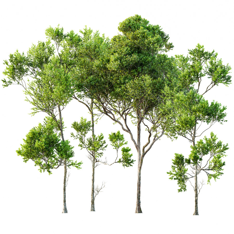 Spring Trees Fagus Grandifolia Acer Pseudoplatanus - 3D Model for VRay ...