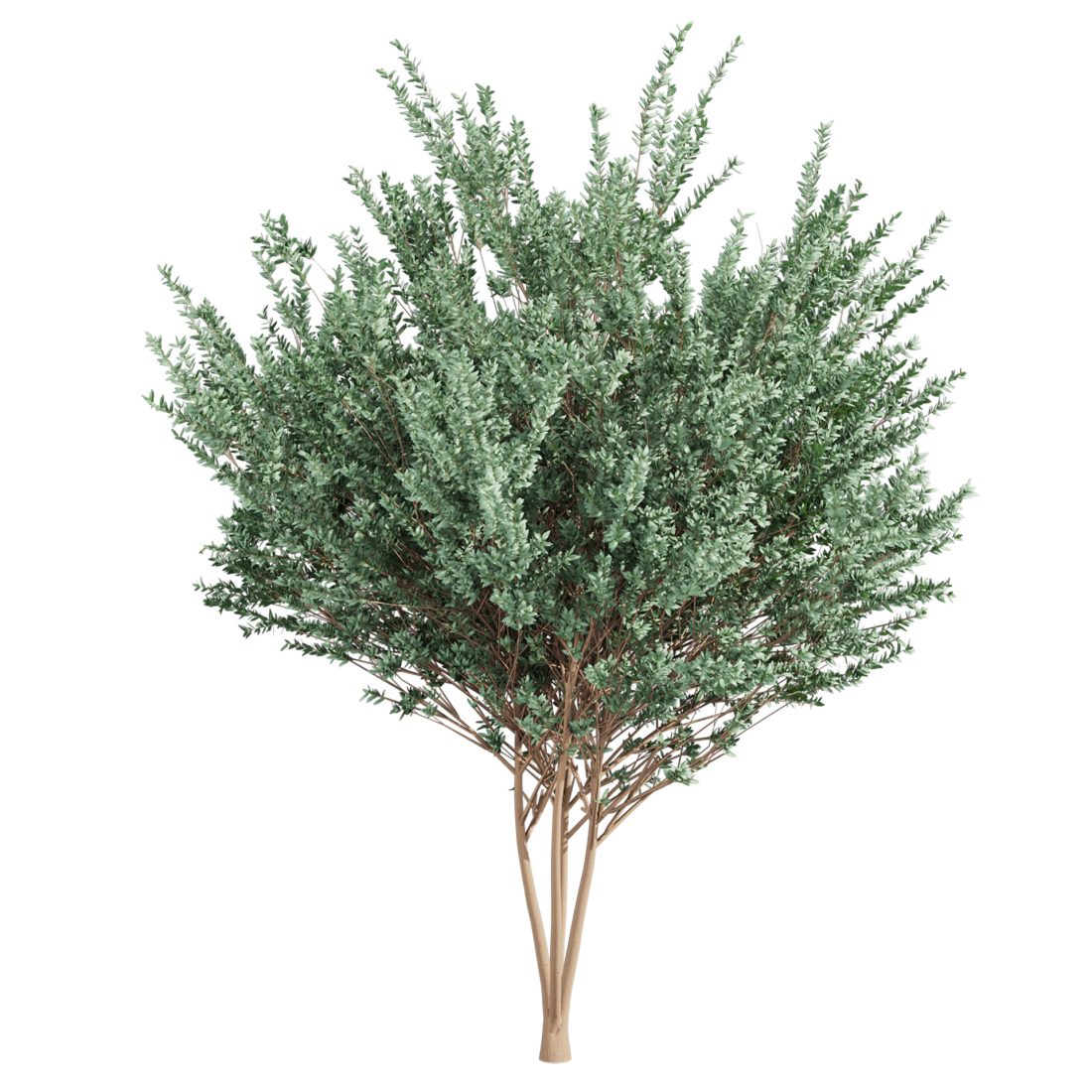 Collection Plant Vol 578 - Eucalyptus - Gunnii 3D Model for VRay ...