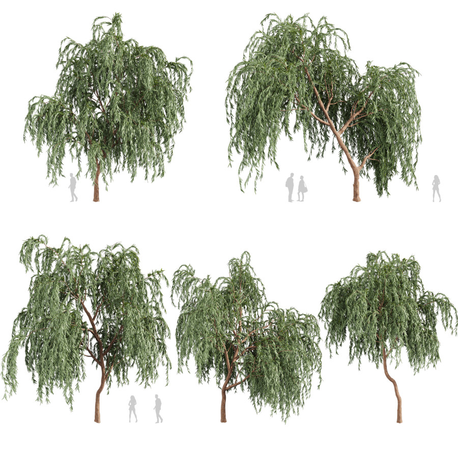Collection Plant Vol 579 - Eucalyptus - Caesia - 3D Model for VRay ...