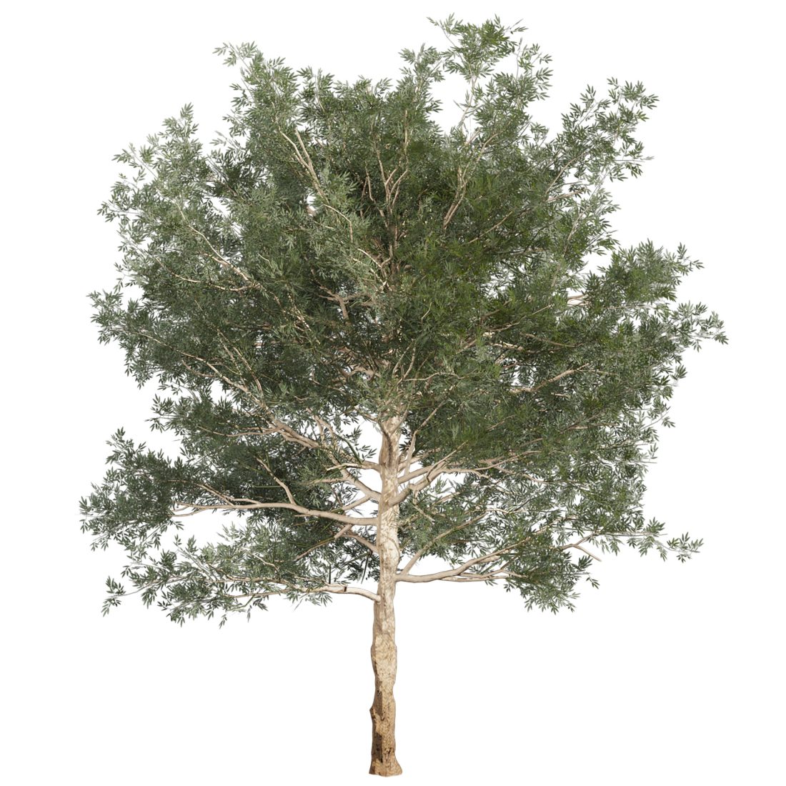 Collection Plant Vol 581 - Eucalyptus - Grandis - 3D Model for VRay ...