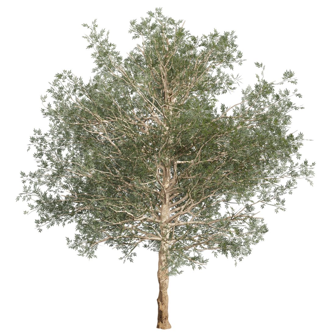 Collection Plant Vol 581 - Eucalyptus - Grandis - 3D Model for VRay ...