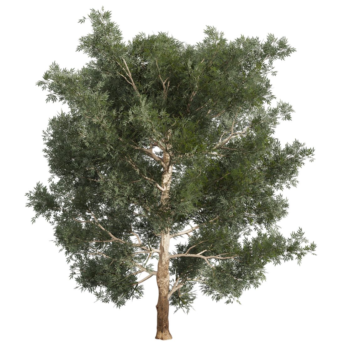 Collection Plant Vol 581 - Eucalyptus - Grandis - 3D Model for VRay ...