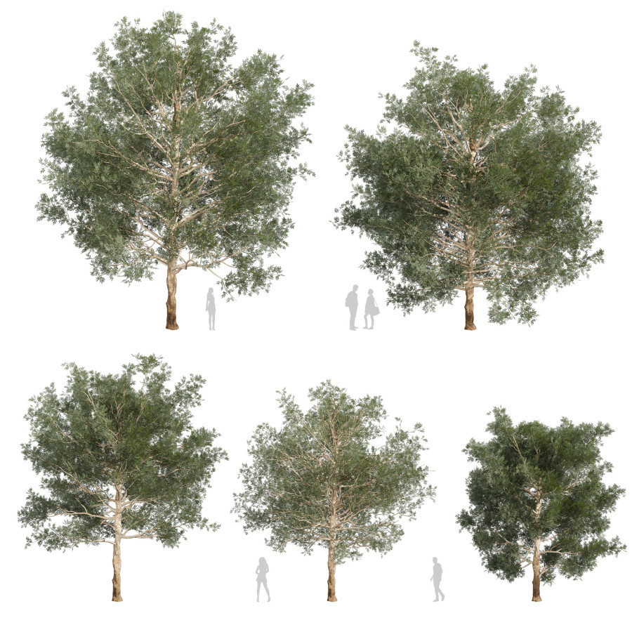 Collection Plant Vol 581 - Eucalyptus - Grandis - 3D Model for VRay ...