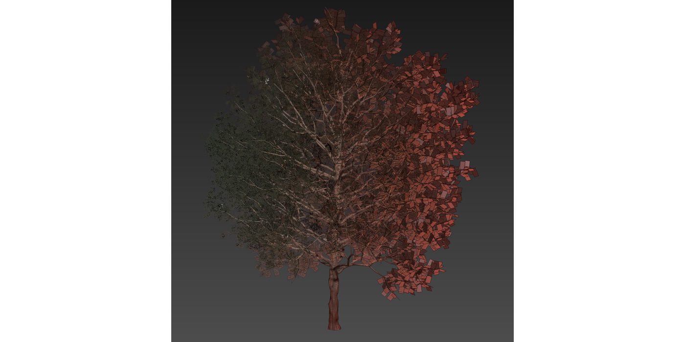 Collection Plant Vol 581 - Eucalyptus - Grandis - 3D Model for