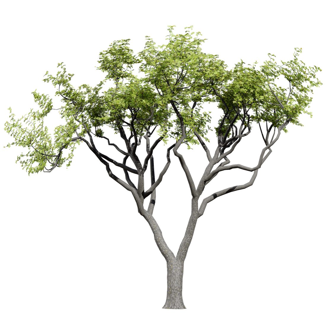 Marula Tree 3d Model Pack - 3D Model for VRay, Corona